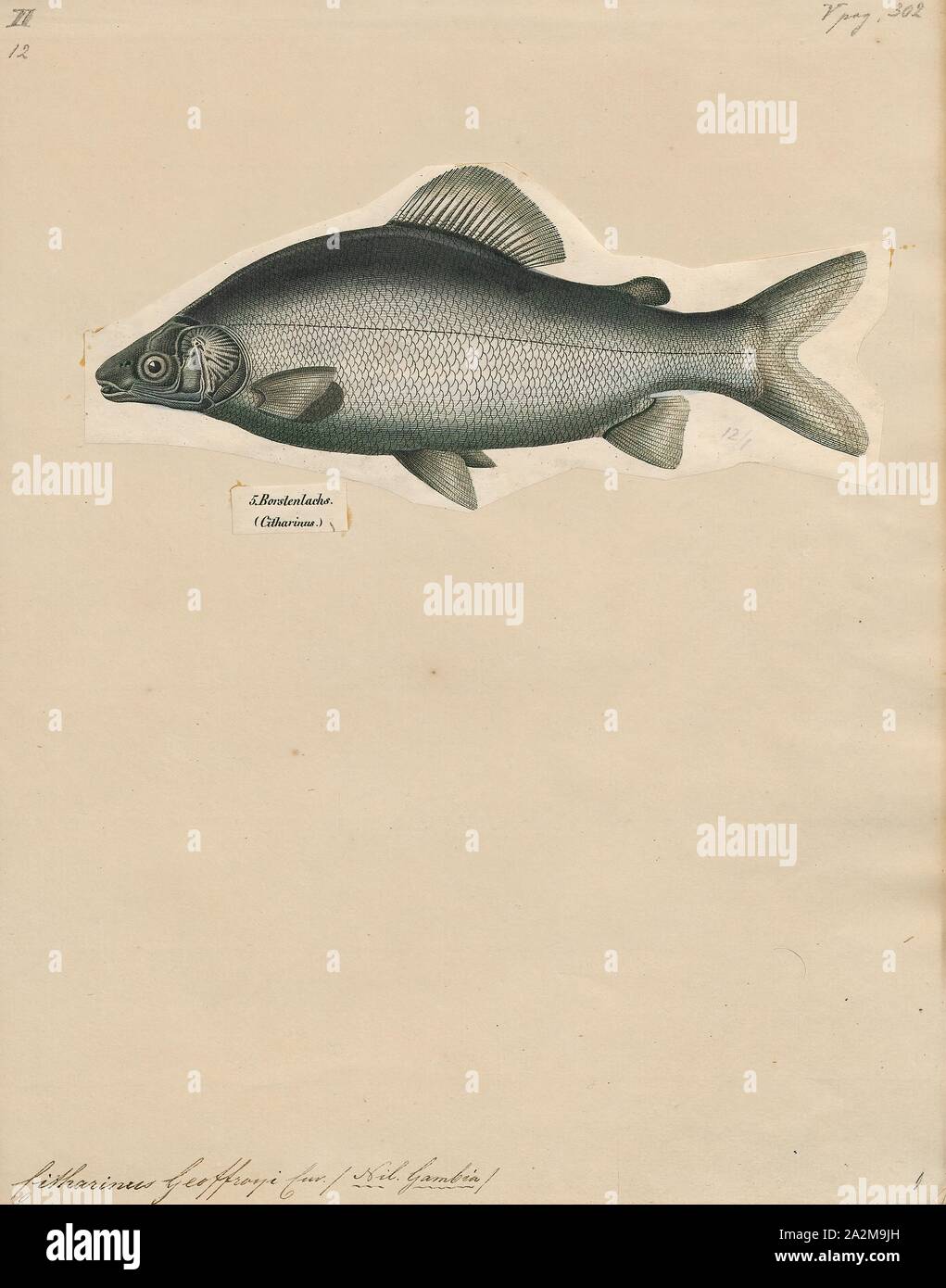 Lutefishes hi-res stock photography and images - Alamy