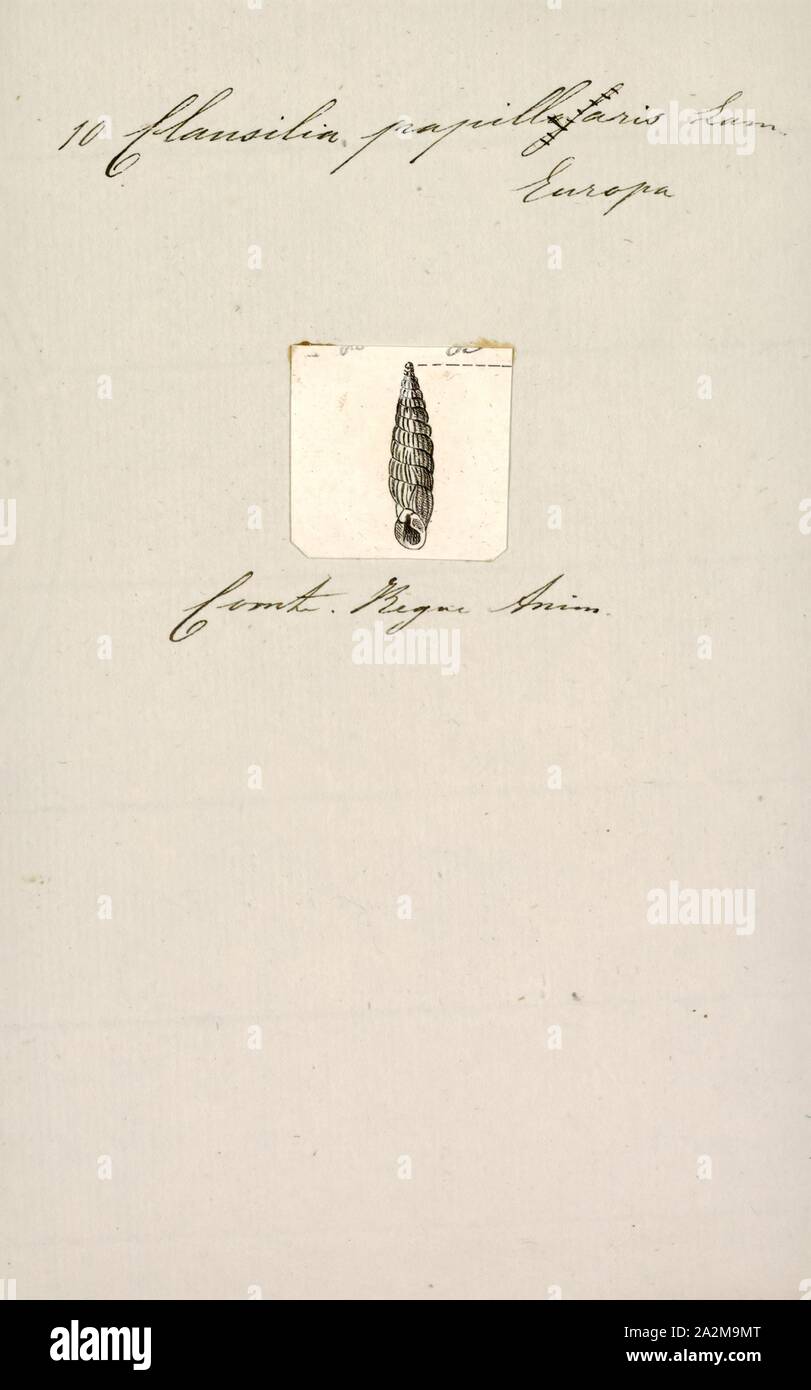 Clausilia papillaris, Print, Clausilia is a European genus of small ...