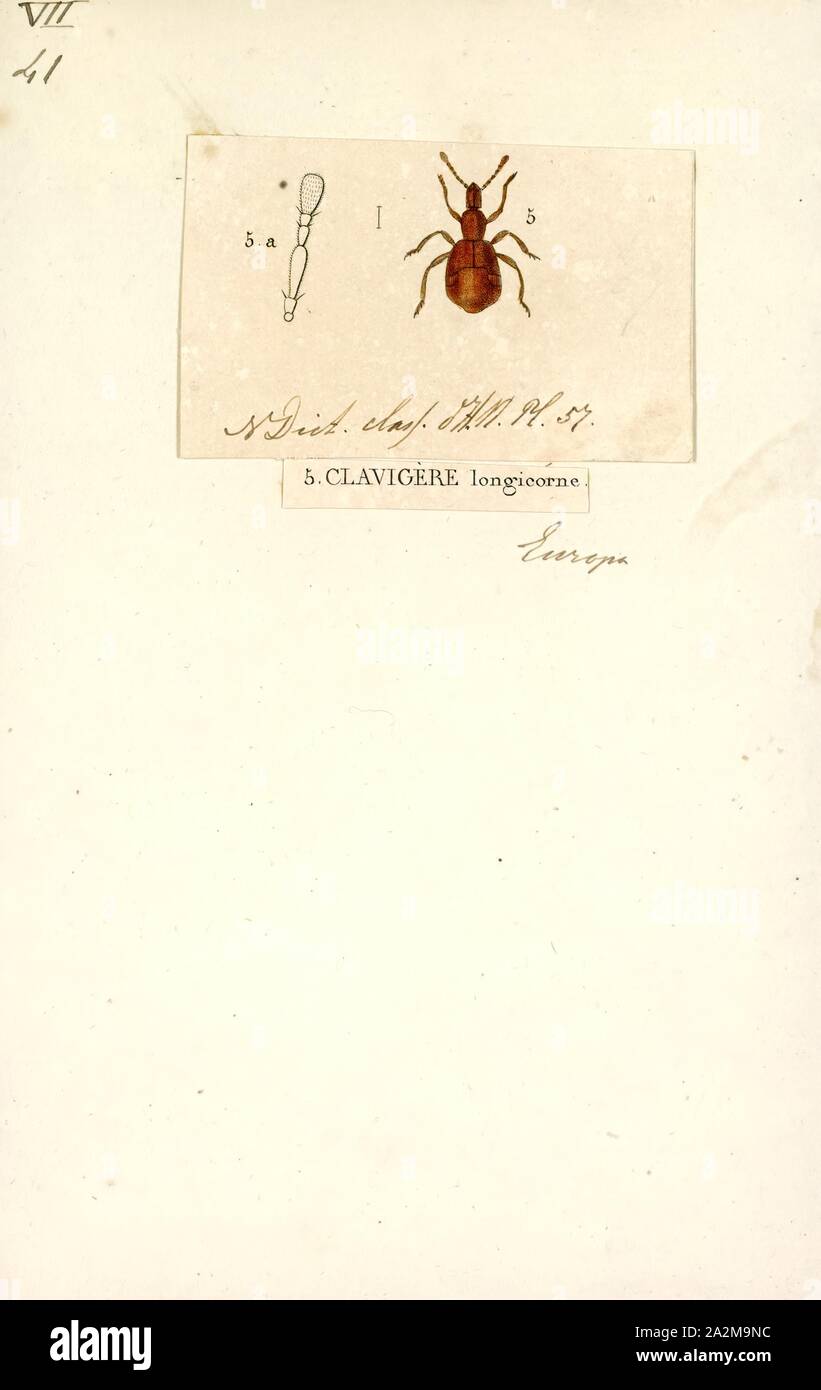 Claviger, Print, Claviger is a genus of beetles in the family ...