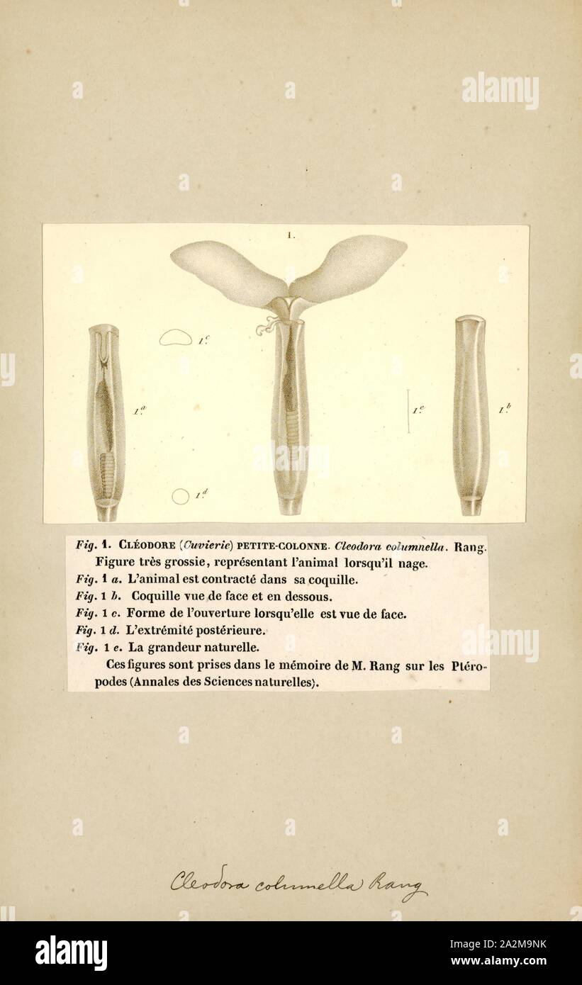 Cleodora columnella hi-res stock photography and images - Alamy