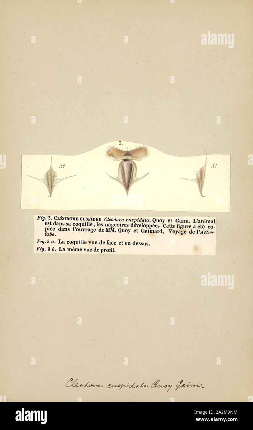 Cleodora cuspidata hi-res stock photography and images - Alamy