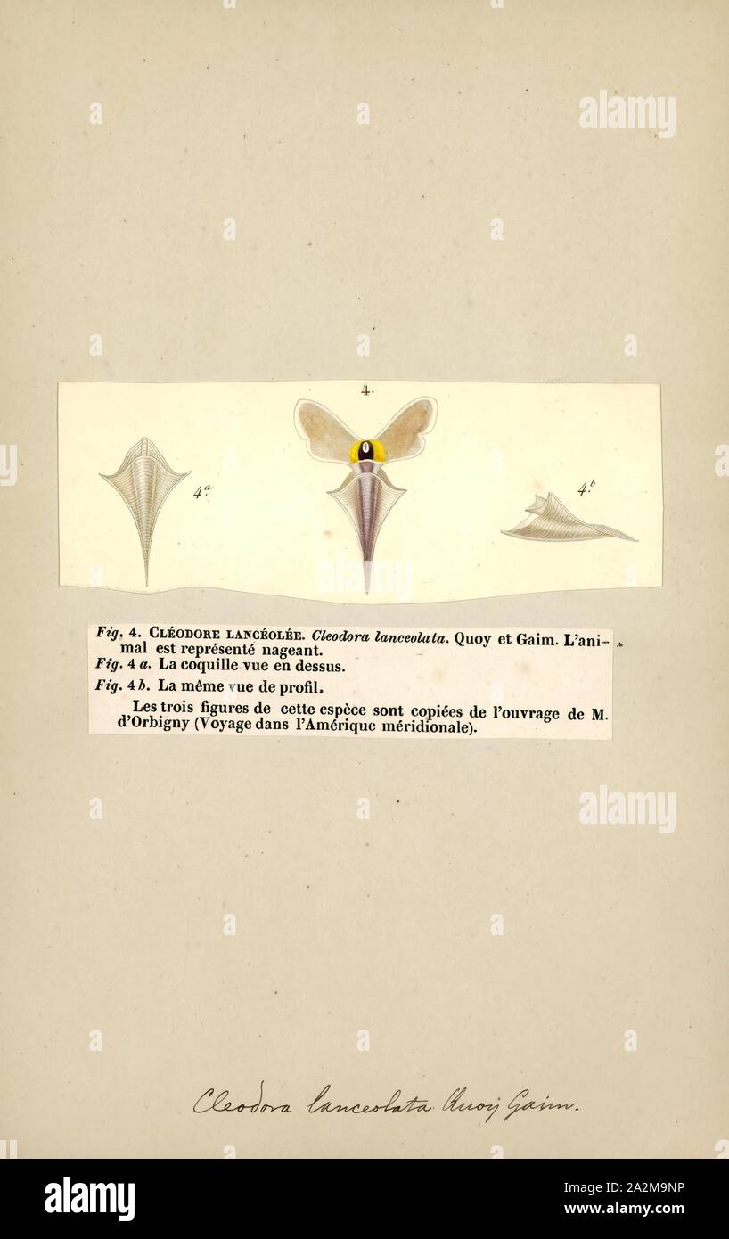 Cleodora lanceolata, Print Stock Photo - Alamy