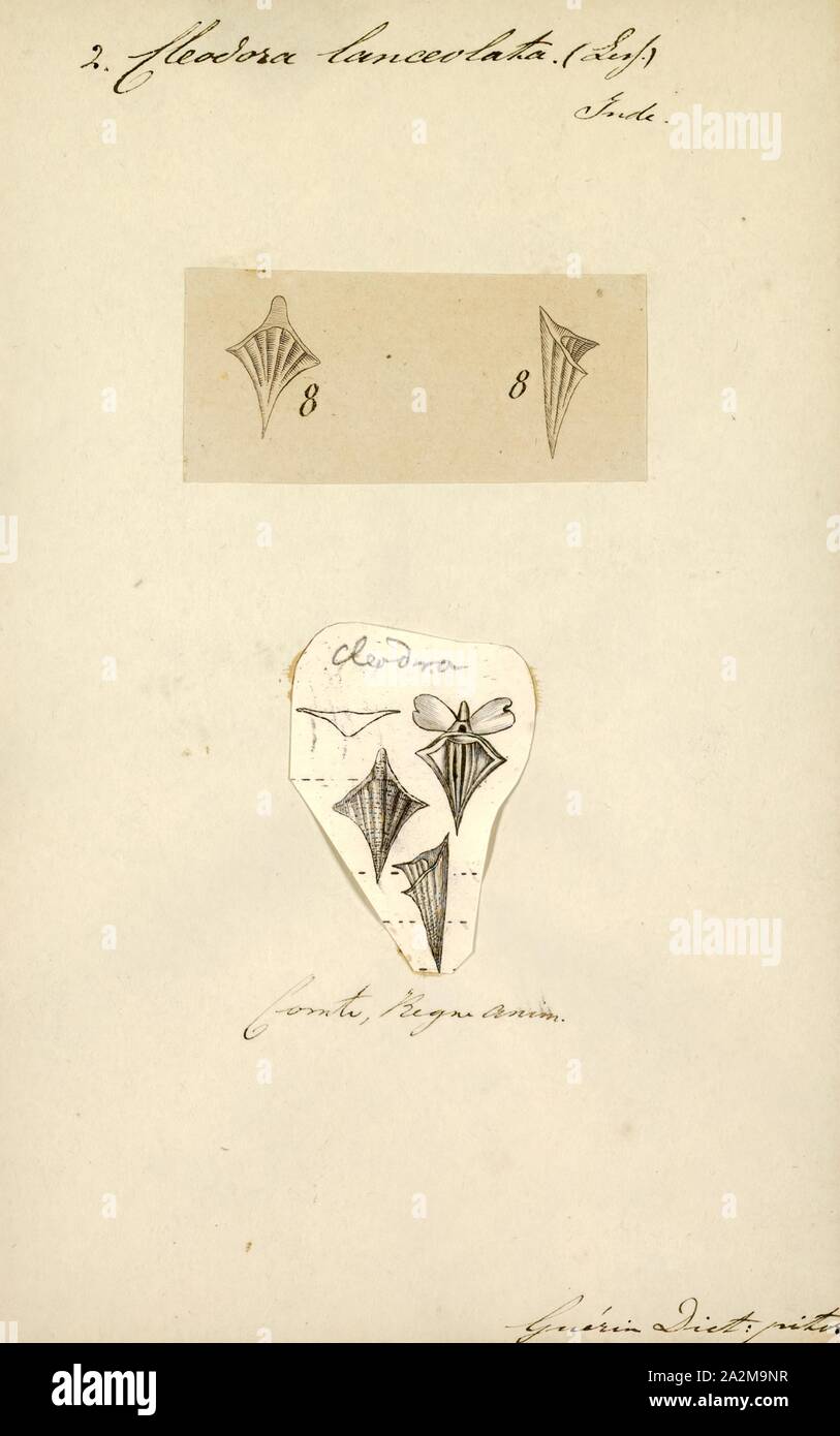 Cleodora lanceolata, Print Stock Photo - Alamy