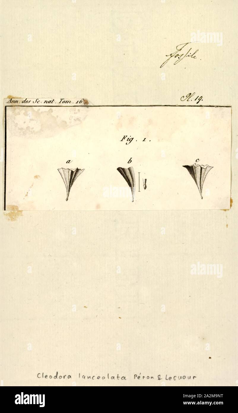 Cleodora lanceolata hi-res stock photography and images - Alamy