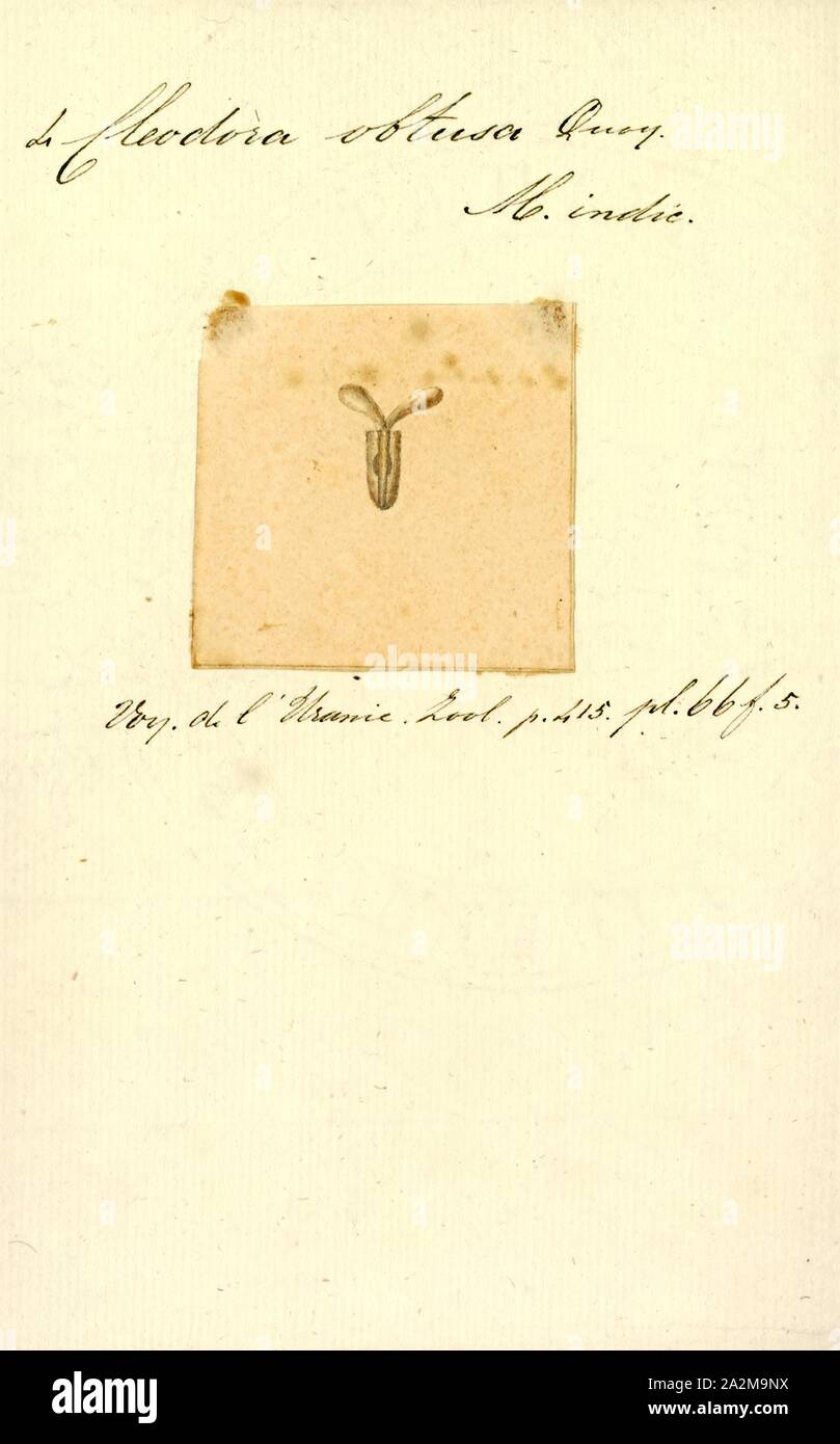 Cleodora obtusa hi-res stock photography and images - Alamy