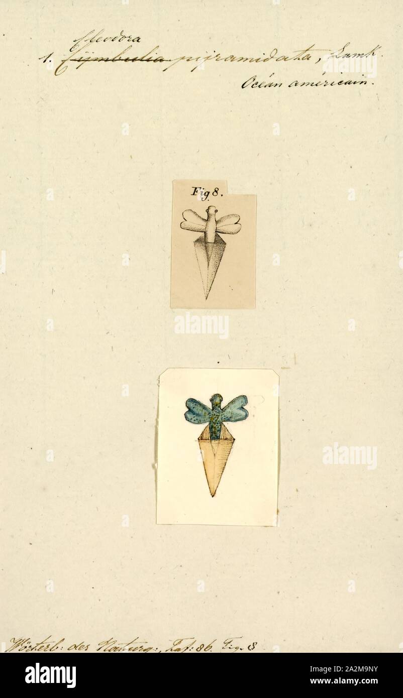 Cleodora pyramidata hi-res stock photography and images - Alamy