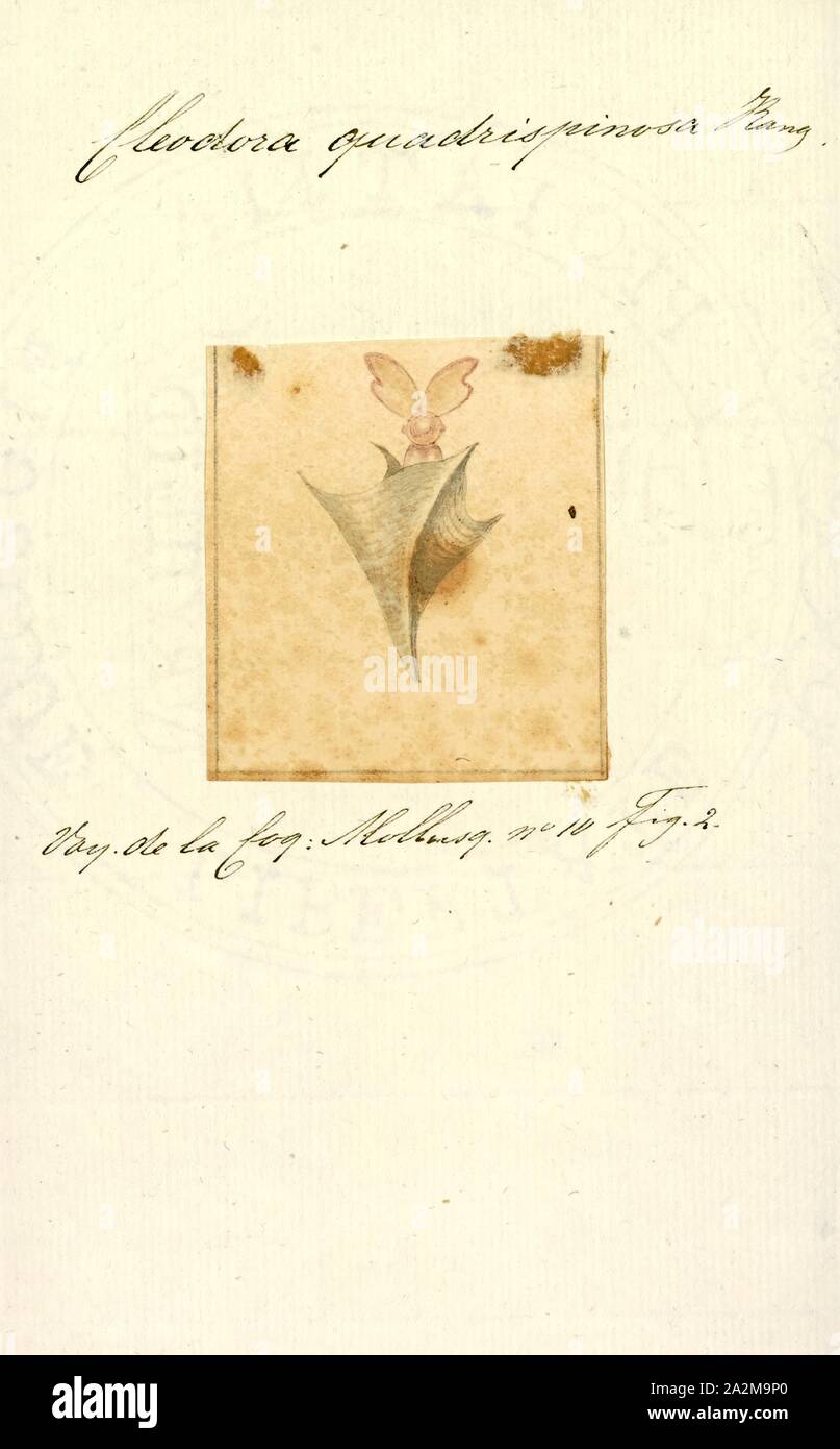 Cleodora hi-res stock photography and images - Alamy