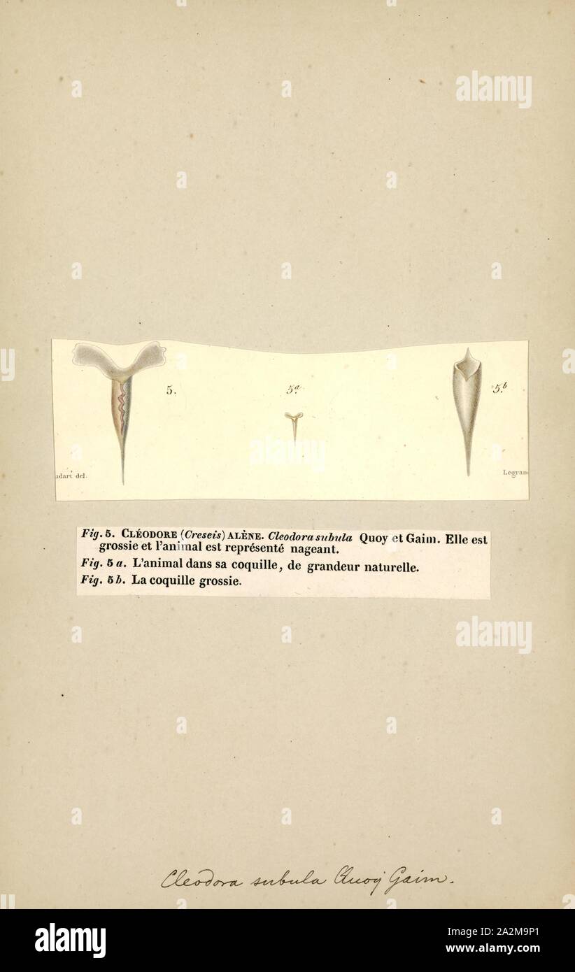 Subula hi-res stock photography and images - Alamy