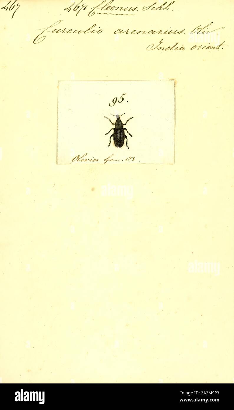 Cleonus, Print, Cleonis is a genus of cylindrical weevils in the beetle ...