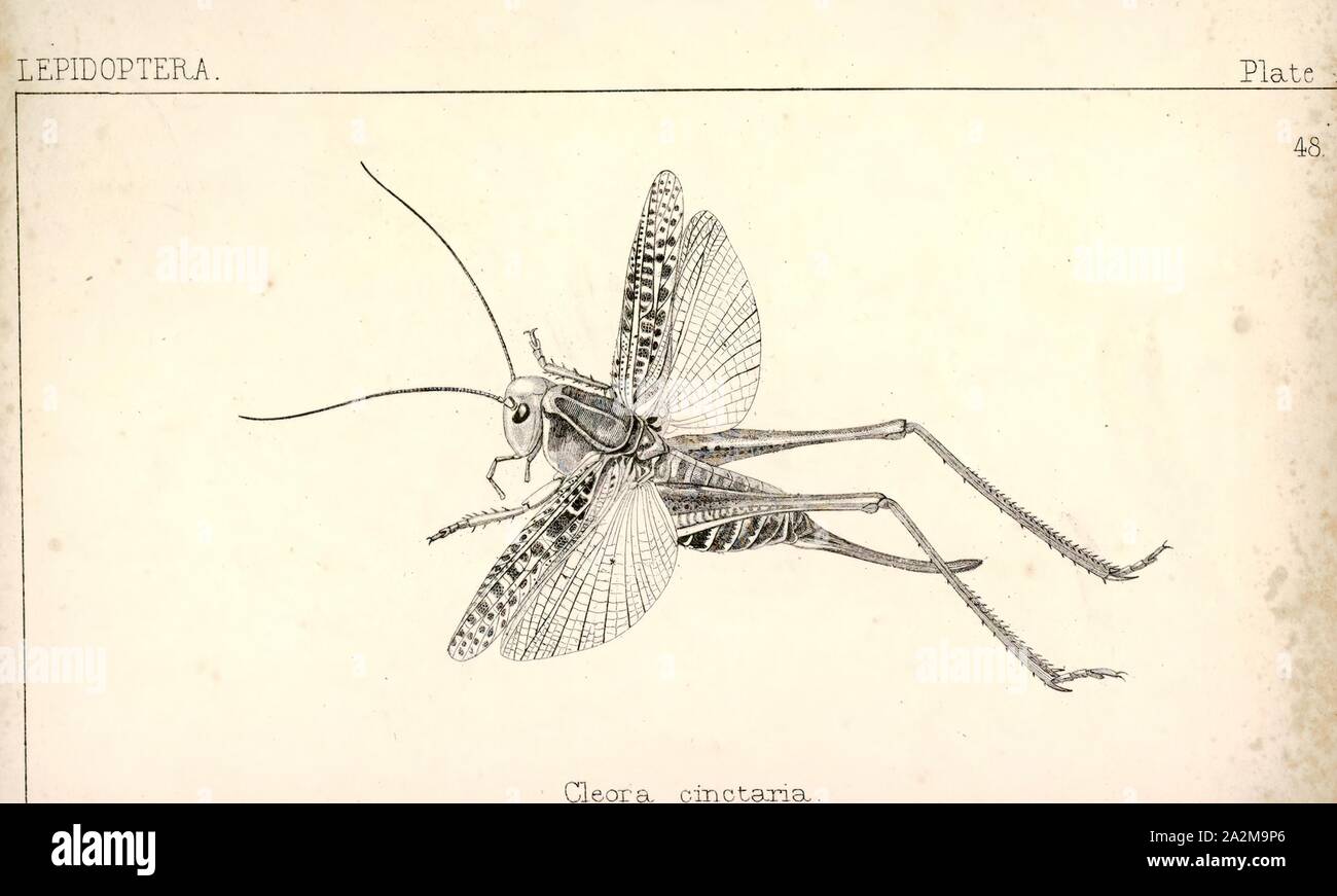 Cleora, Print, Cleora is a genus of moths in the family Geometridae ...