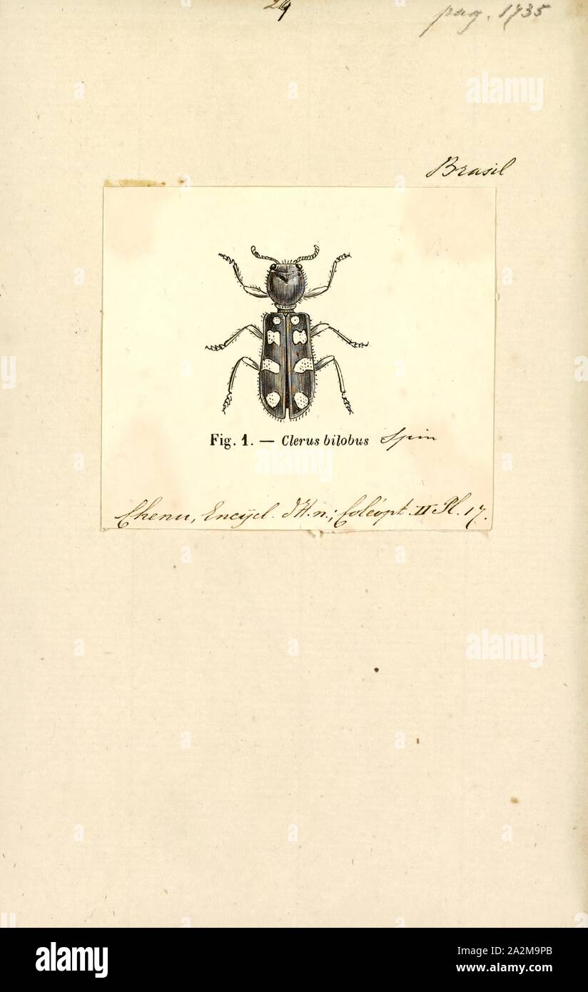 Clerus, Print, Clerus is a genus of beetles in the subfamily Clerinae ...