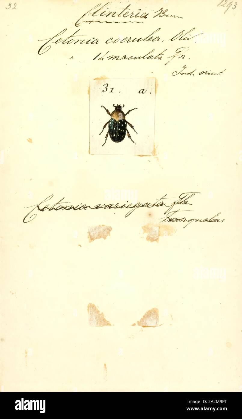 Clinteria hi-res stock photography and images - Alamy