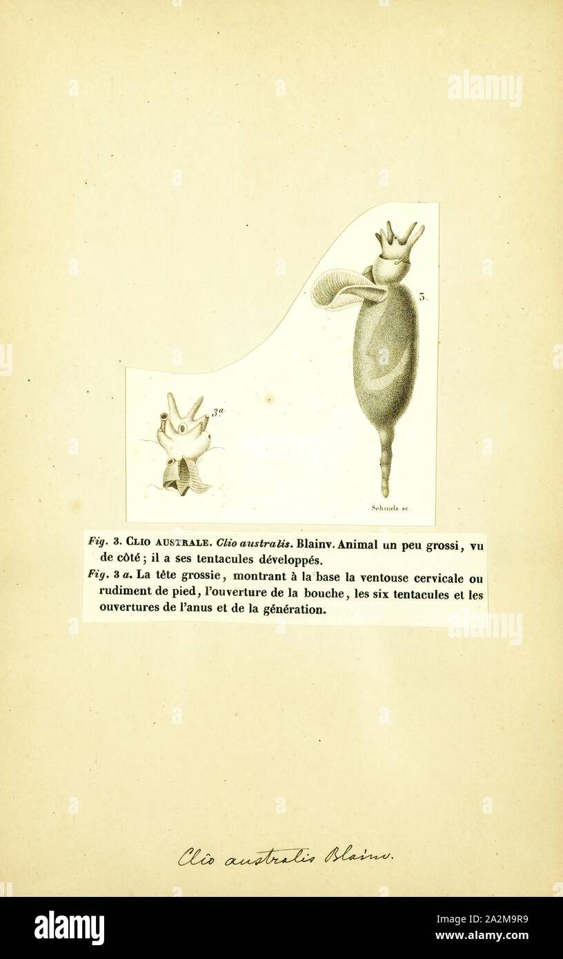 Clio australis hi-res stock photography and images - Alamy