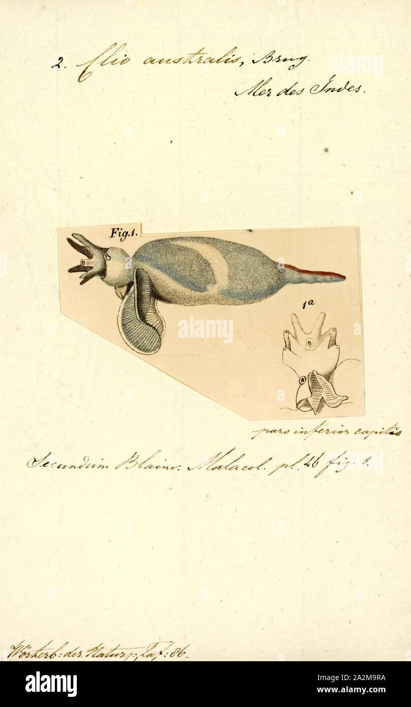 Clio australis hi-res stock photography and images - Alamy