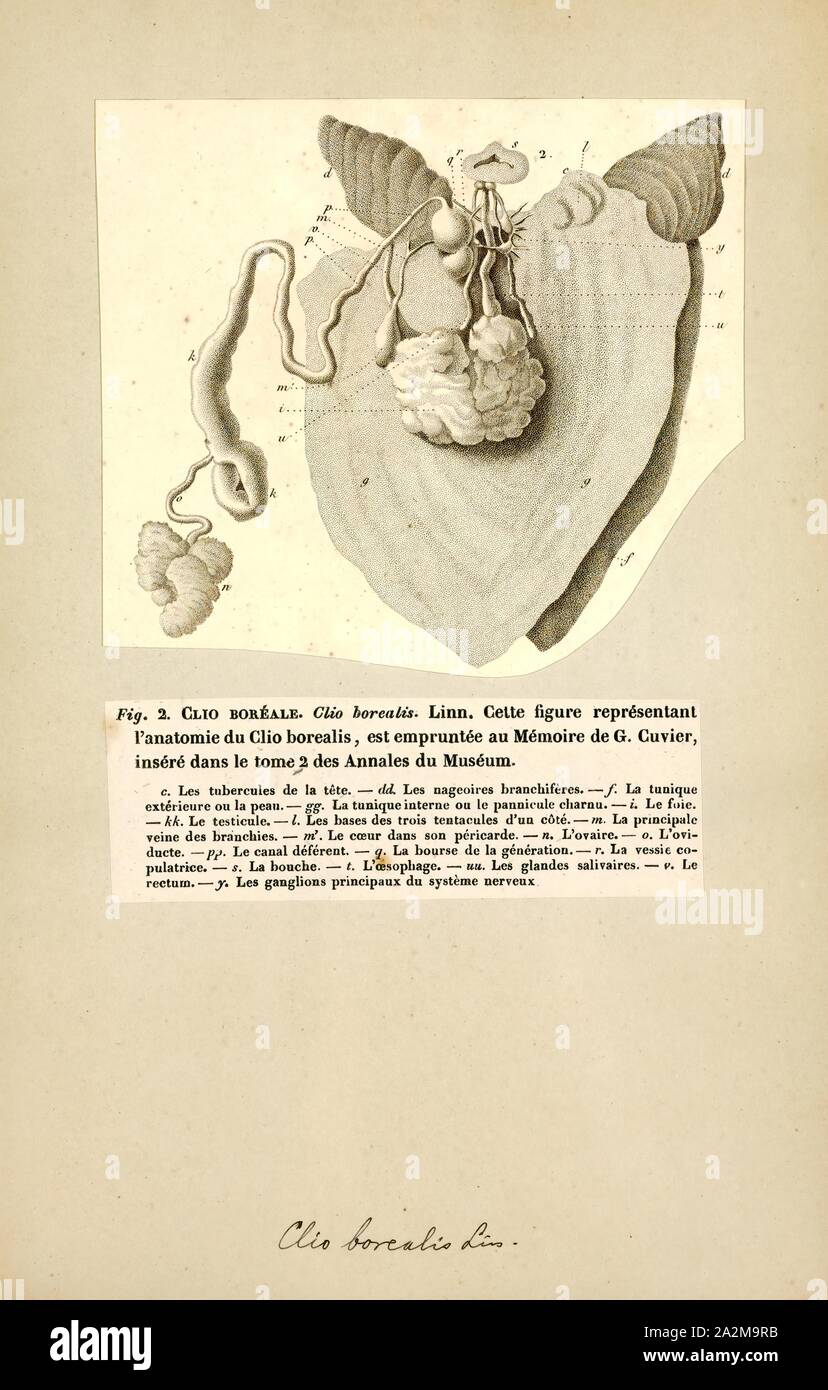 Clio borealis, Print Stock Photo - Alamy