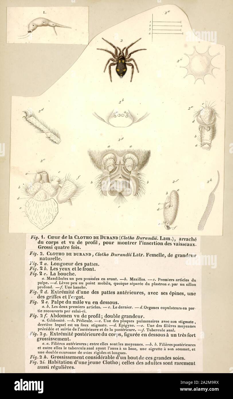 Clotho hi-res stock photography and images - Alamy