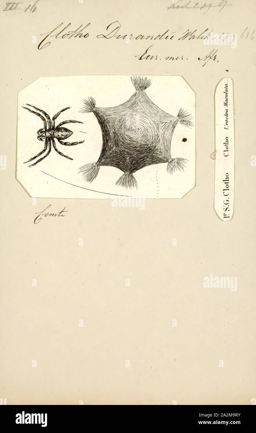 Clotho hi-res stock photography and images - Alamy