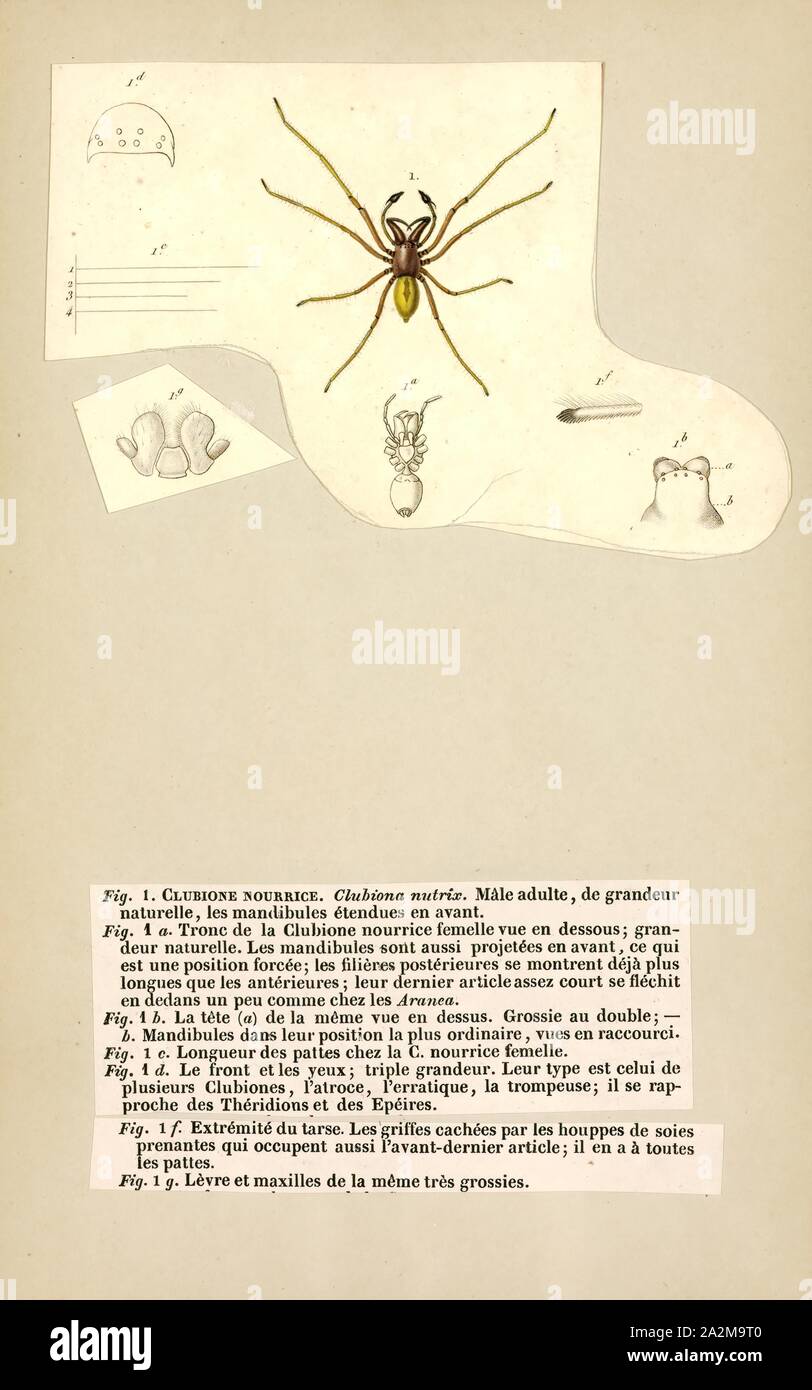 Clubiona, Print, Clubiona is a genus of sac spiders first described by ...