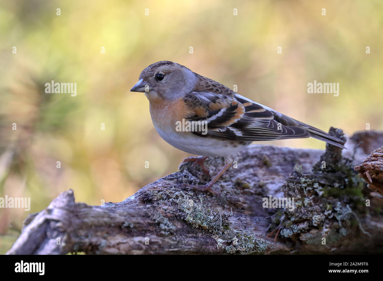 Migratory brambling hi-res stock photography and images - Alamy
