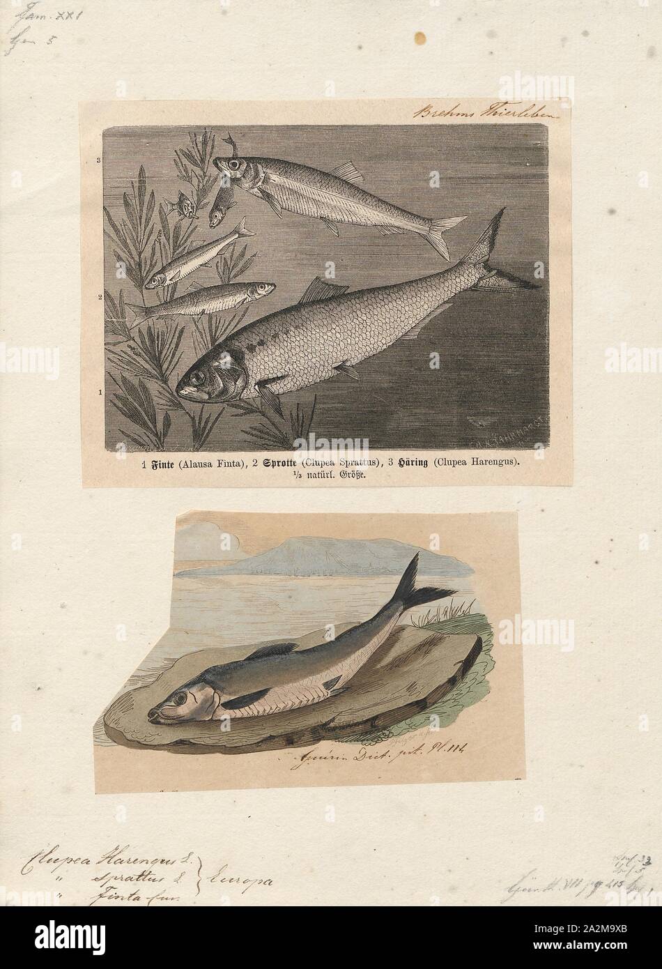 Planktivorous bony fish hi-res stock photography and images - Alamy