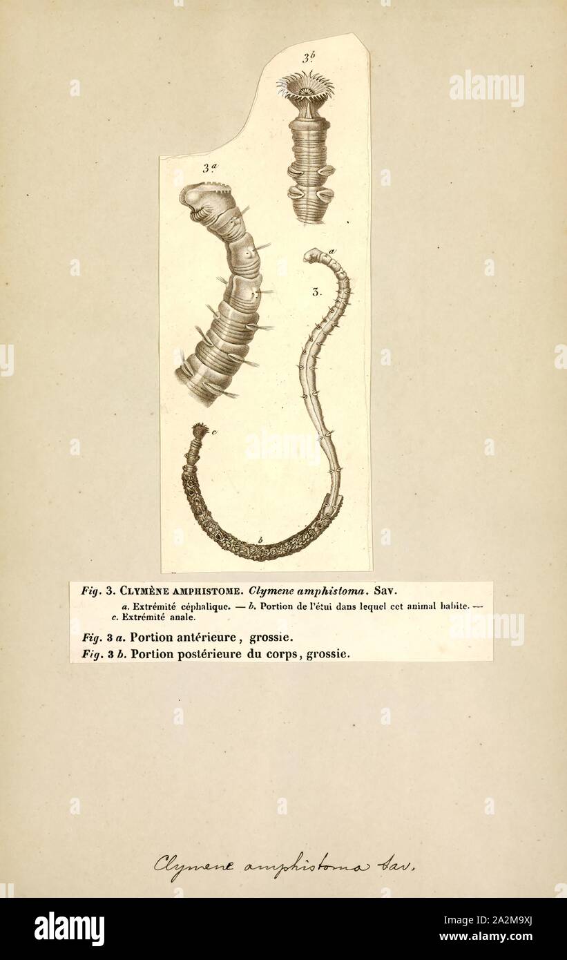 Clymene amphistoma, Print Stock Photo - Alamy