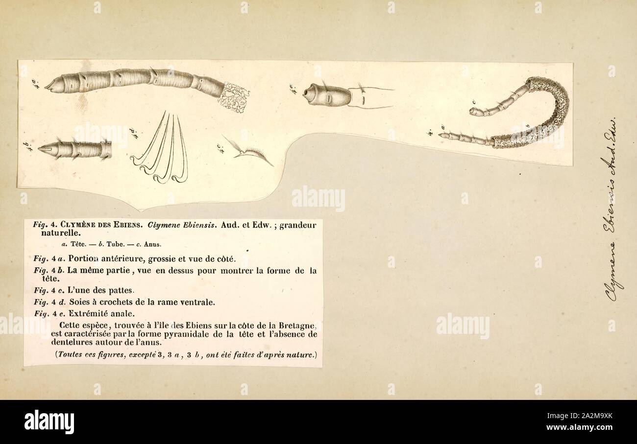 Clymene ebiensis, Print Stock Photo - Alamy