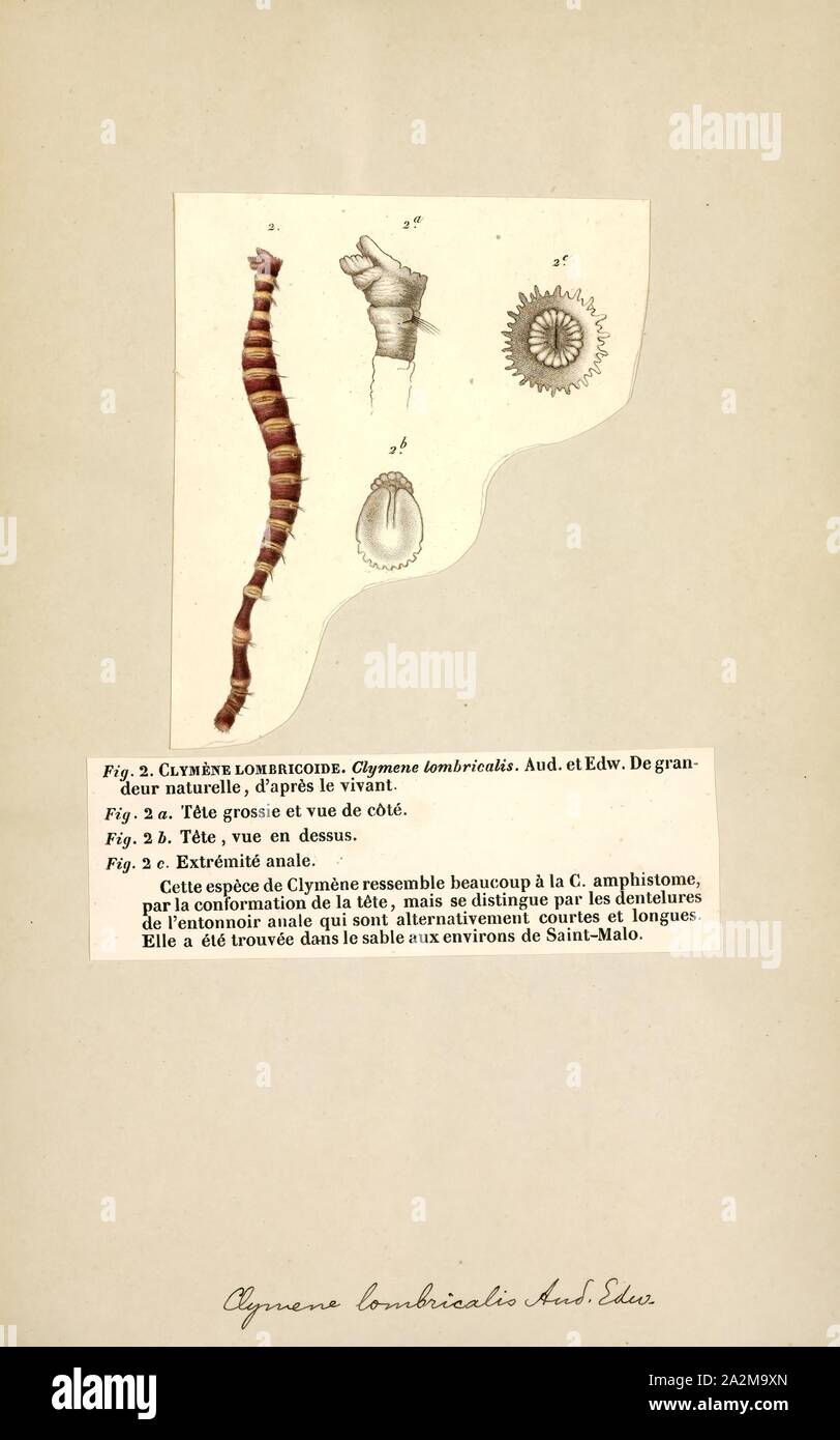 Clymene hi-res stock photography and images - Alamy