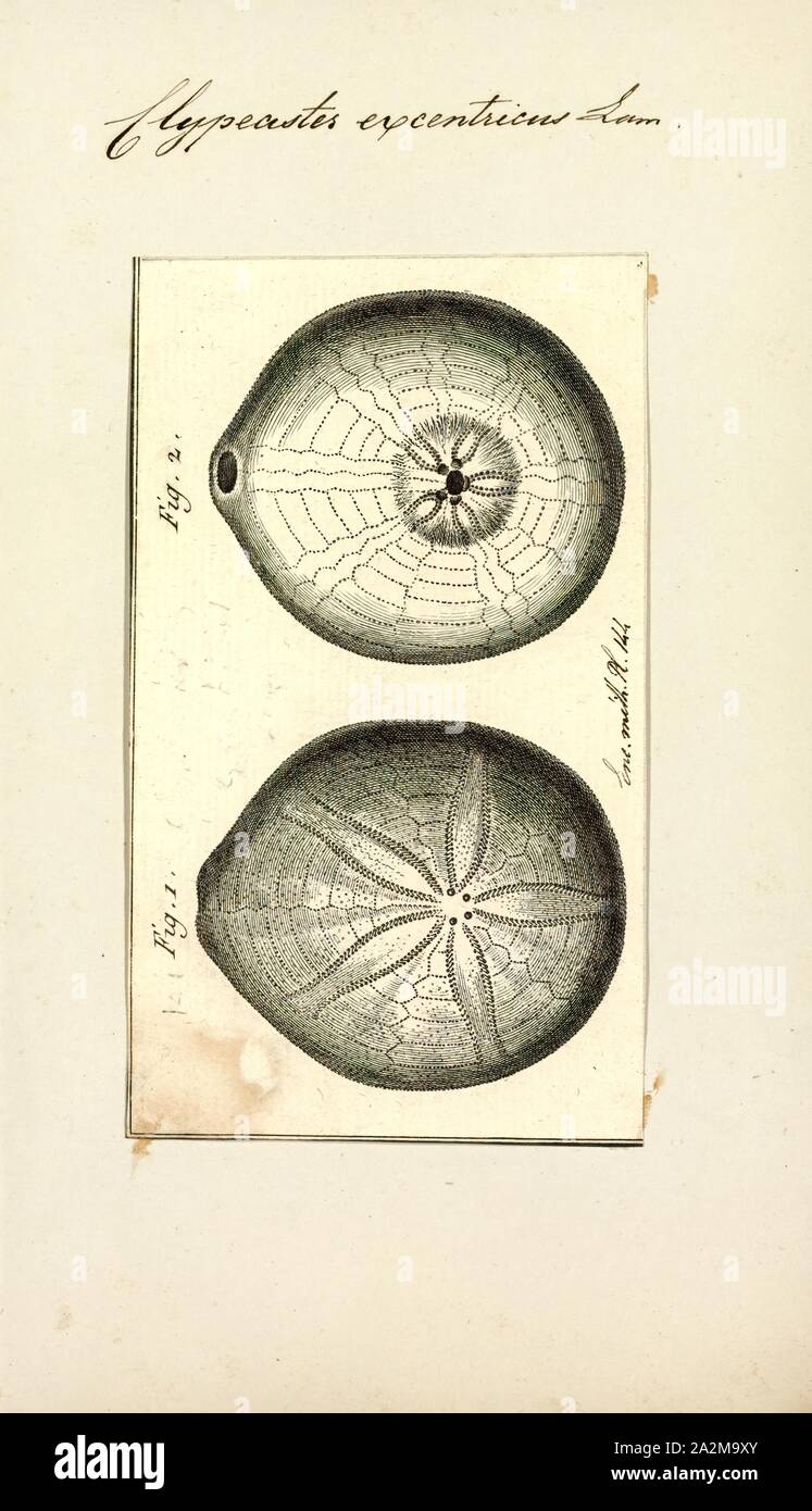 Clypeaster excentricus, Print, Clypeaster, common name "cake urchins ...