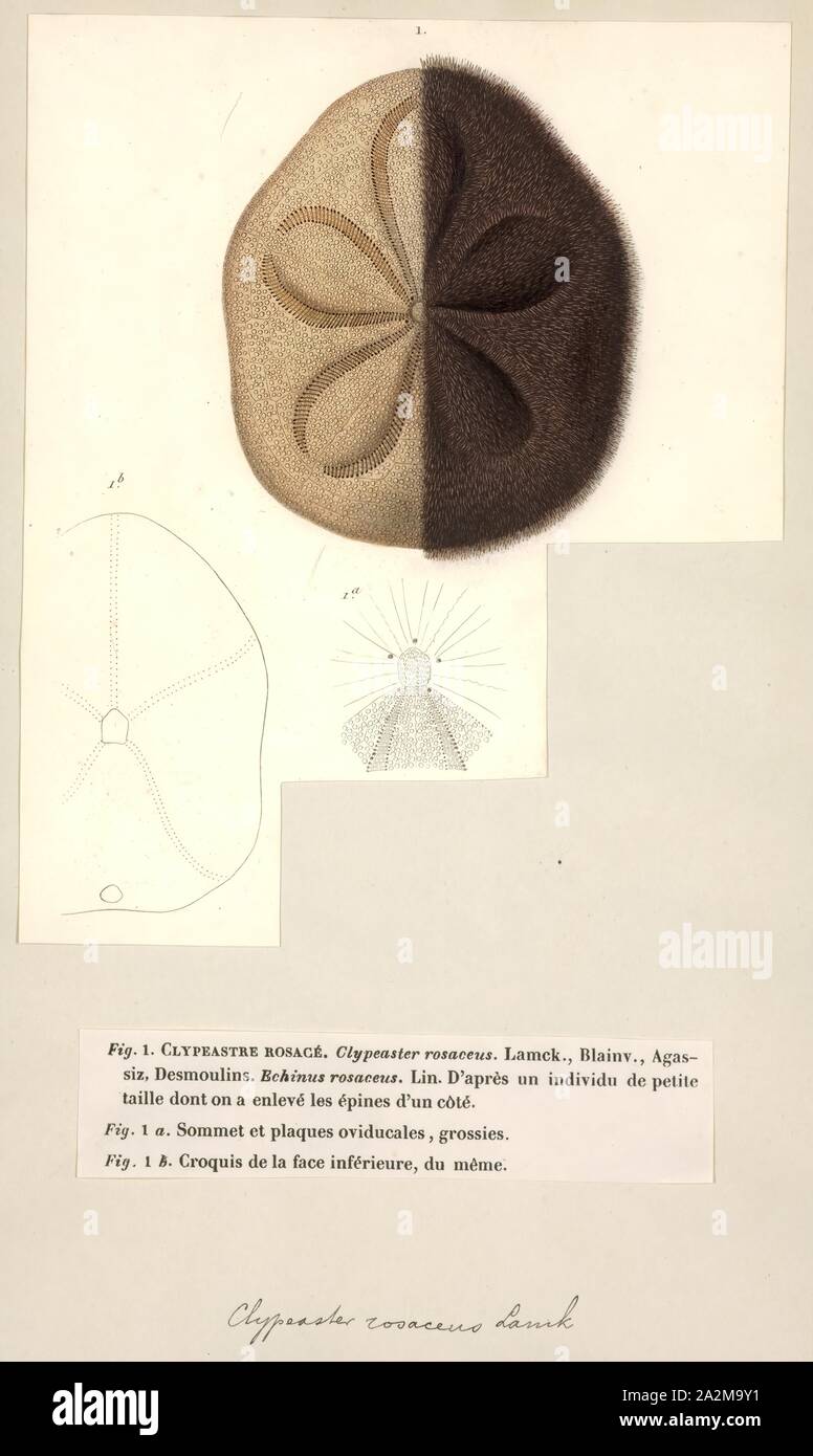 Clypeaster rosaceus, Print, Clypeaster rosaceus, the fat sea biscuit ...