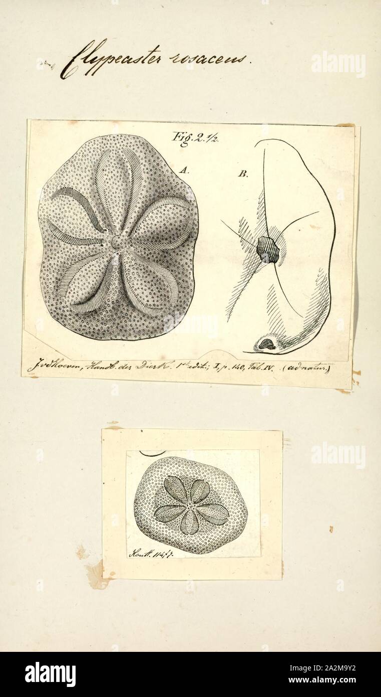 Clypeaster hi-res stock photography and images - Alamy