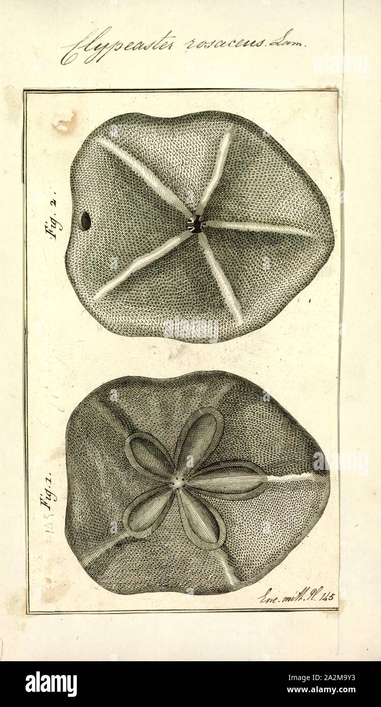 Clypeaster rosaceus, Print, Clypeaster rosaceus, the fat sea biscuit ...