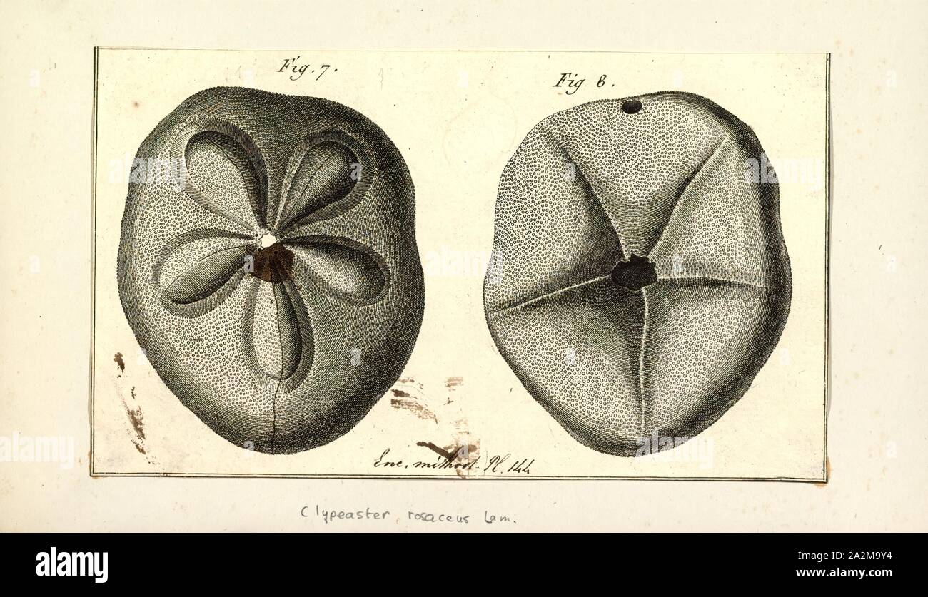 Clypeaster rosaceus, Print, Clypeaster rosaceus, the fat sea biscuit ...