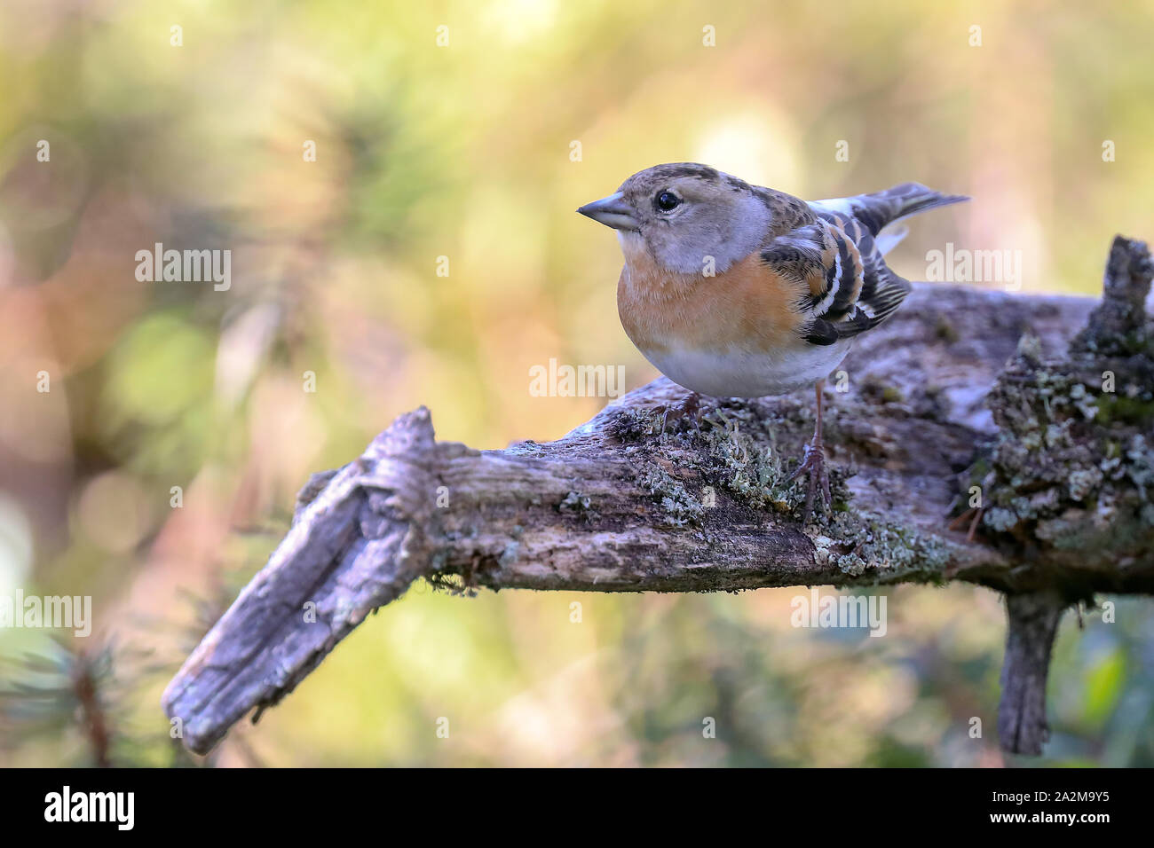 Migratory brambling hi-res stock photography and images - Alamy