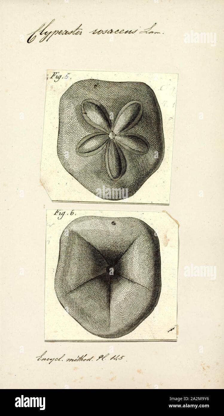 Clypeaster rosaceus, Print, Clypeaster rosaceus, the fat sea biscuit ...