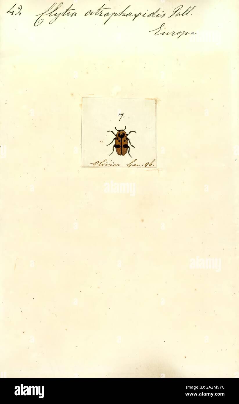 Short horned family hi-res stock photography and images - Alamy