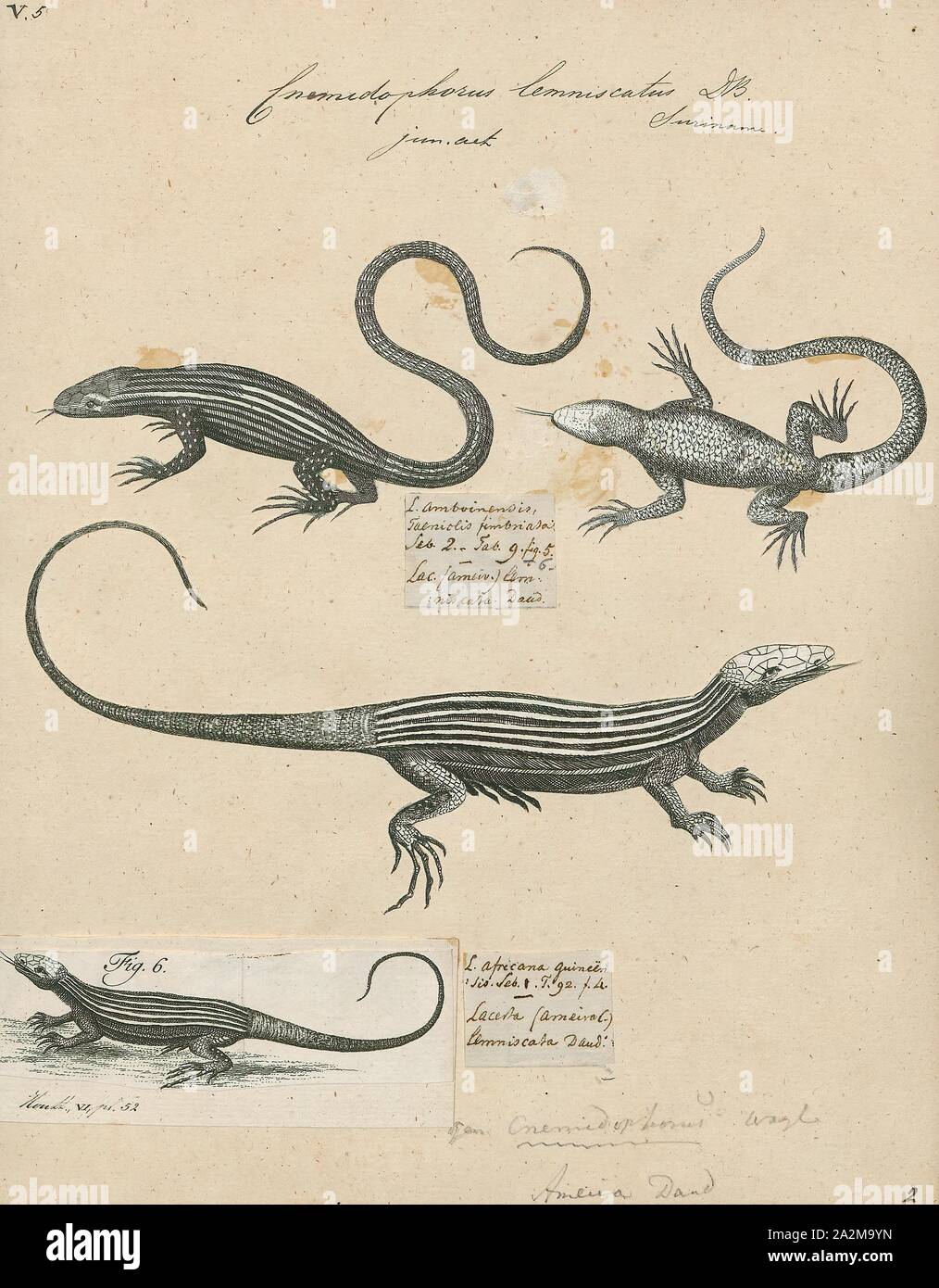 Whiptail Lizard Drawing