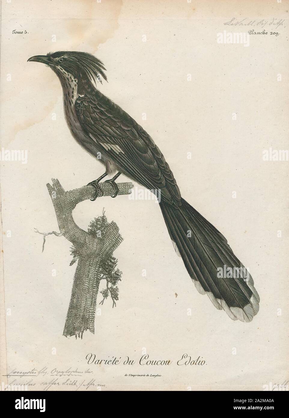 Coccystes caffer, Print, Clamator, Clamator is a genus of large brood ...