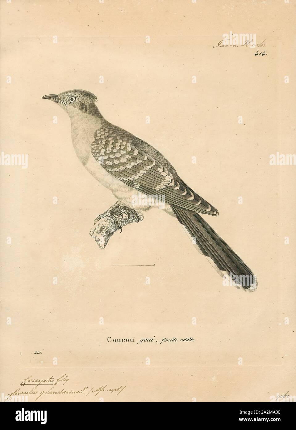 Coccystes glandarius, Print, Clamator, Clamator is a genus of large ...