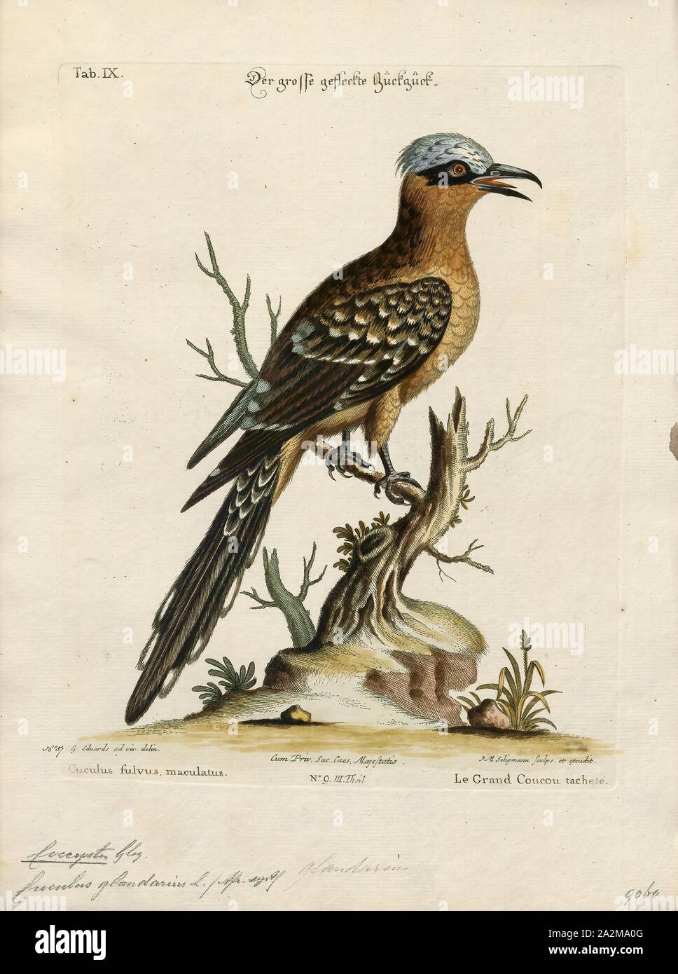 Coccystes glandarius, Print, Clamator, Clamator is a genus of large ...