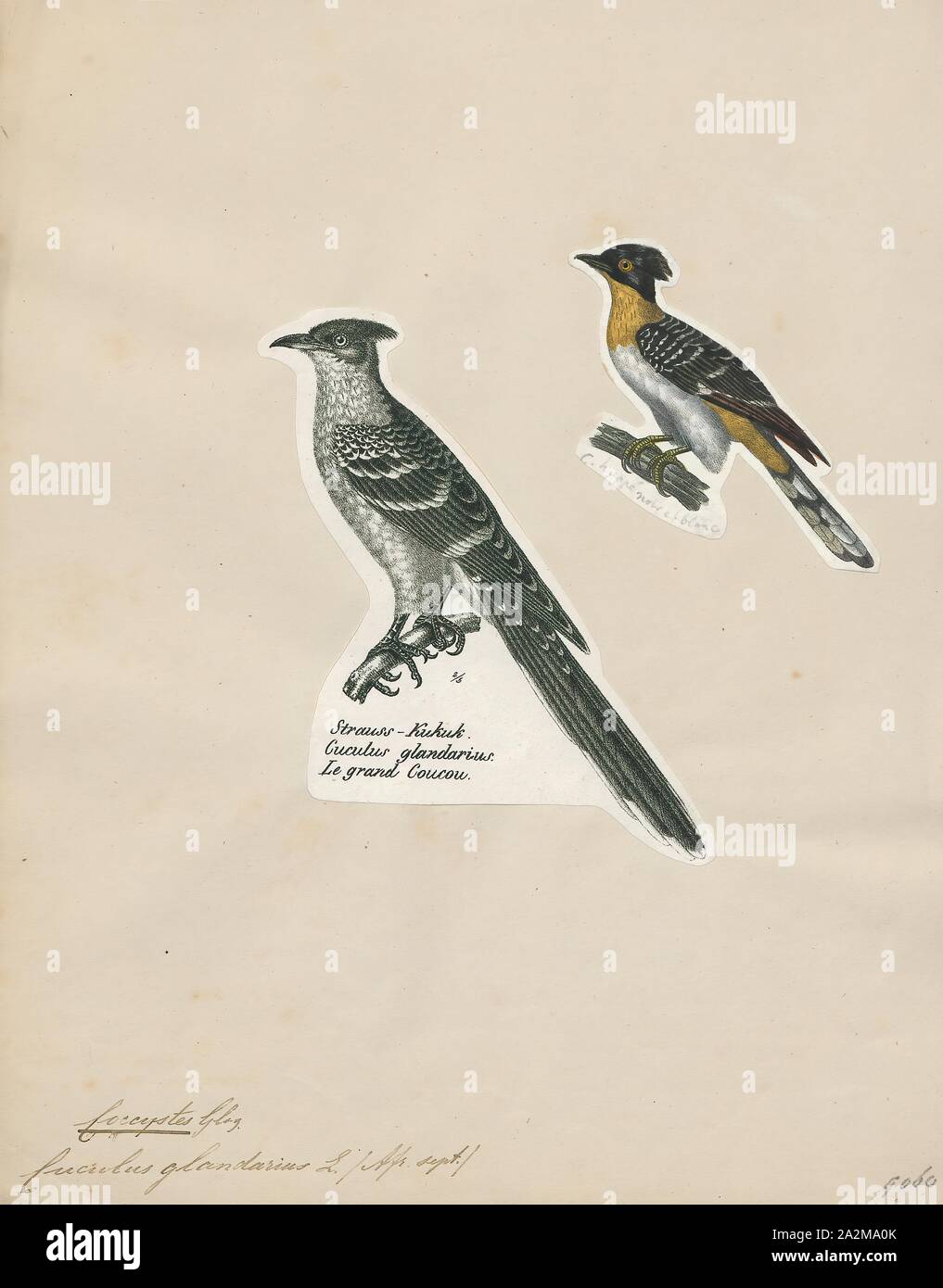 Coccystes glandarius, Print, Clamator, Clamator is a genus of large ...