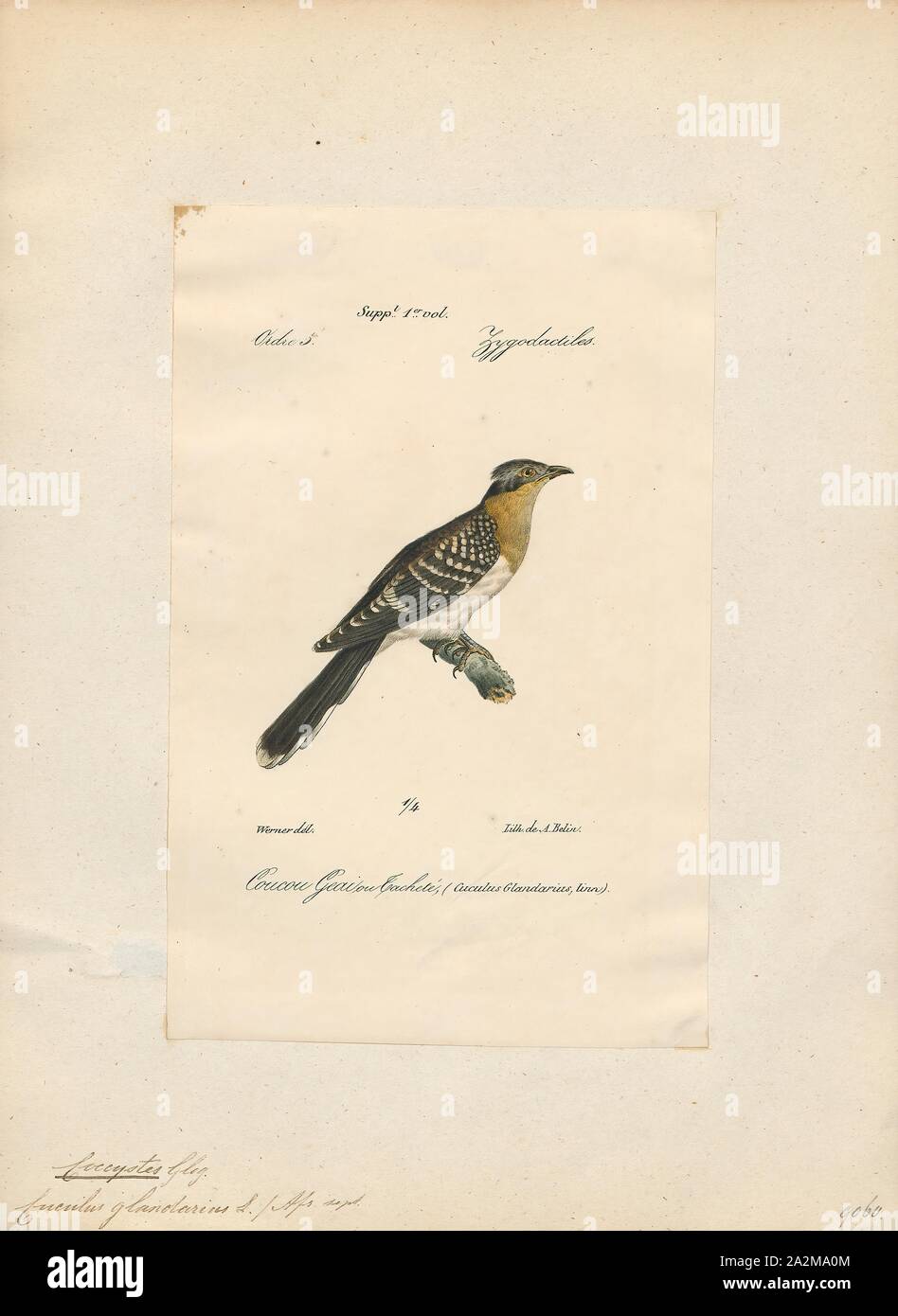 Coccystes glandarius, Print, Clamator, Clamator is a genus of large ...