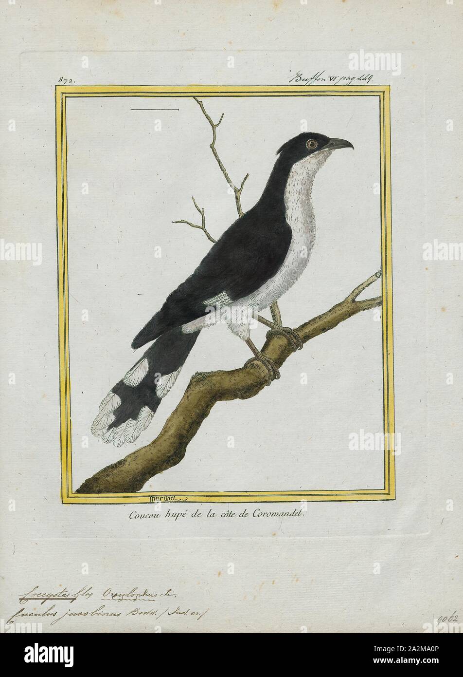 Coccystes jacobinus, Print, Clamator, Clamator is a genus of large ...