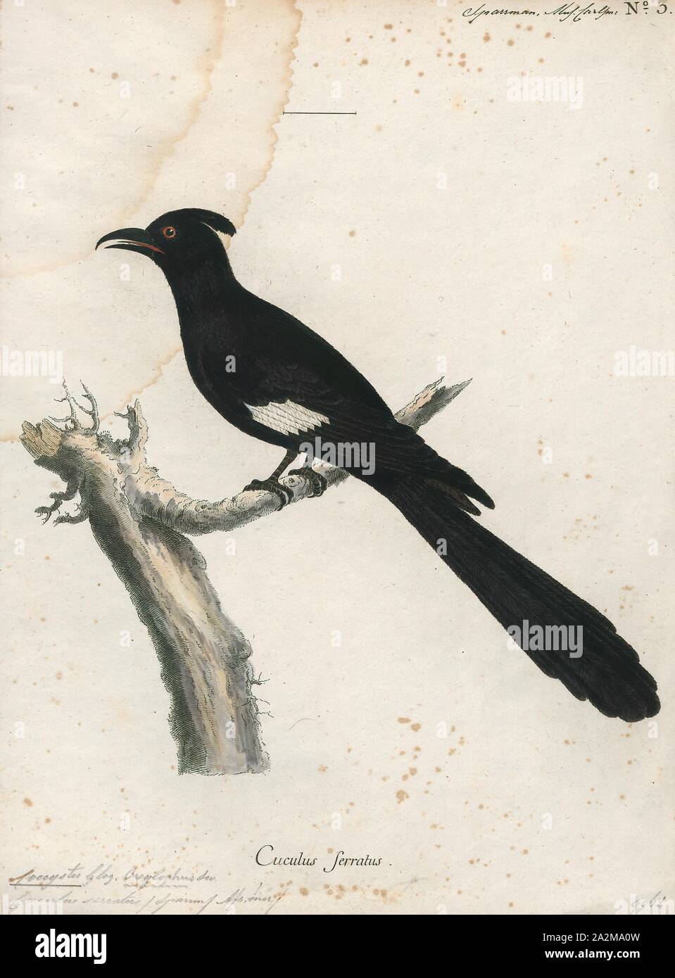 Coccystes serratus, Print, Clamator, Clamator is a genus of large brood ...