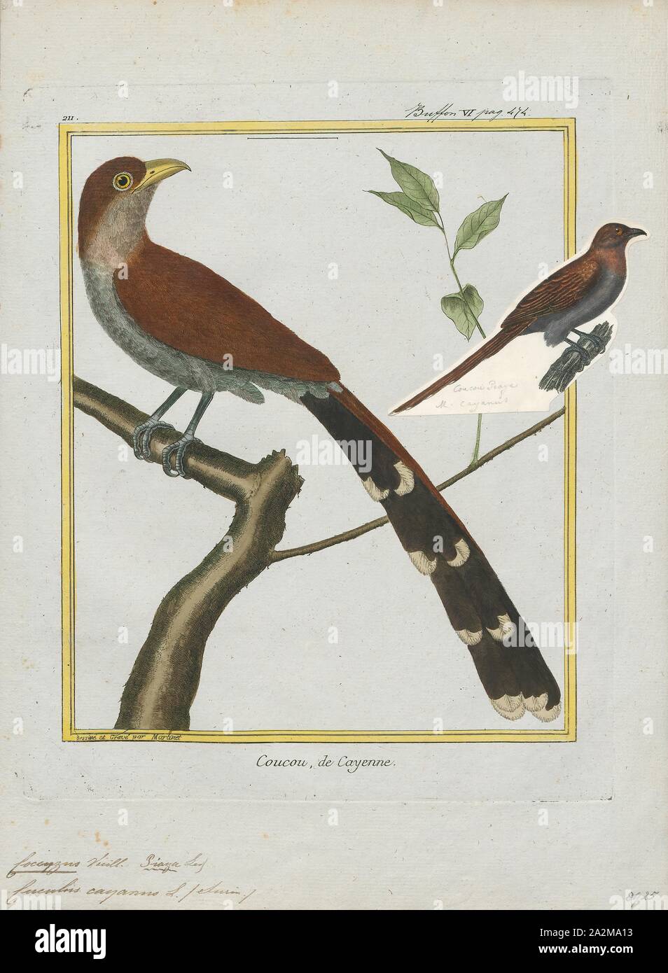 Coccyzus cayanus hi-res stock photography and images - Alamy