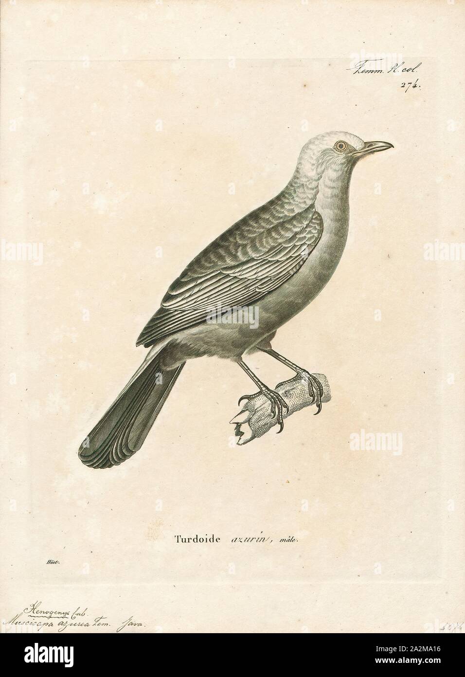 Cochoa azurea, Print, The Javan cochoa (Cochoa azurea) is a species of ...