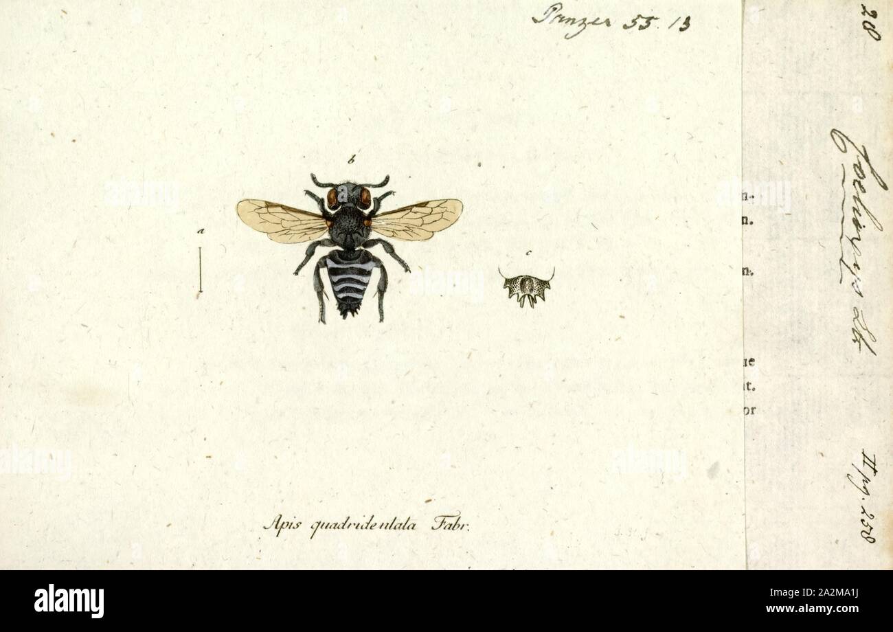Coelioxys, Print, Coelioxys, common name leaf-cutting cuckoo bees or ...