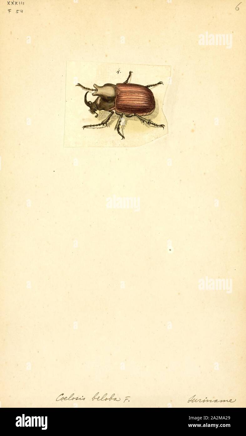 Coelosis hi-res stock photography and images - Alamy