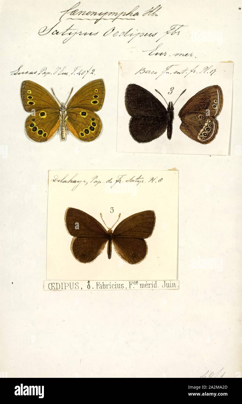 Coenonymphina hi-res stock photography and images - Alamy