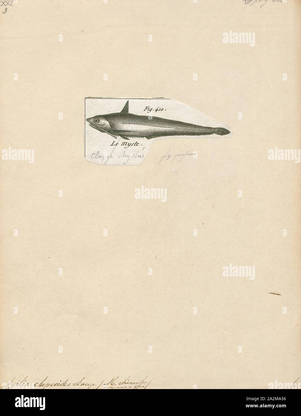 Clupeoides hi-res stock photography and images - Alamy