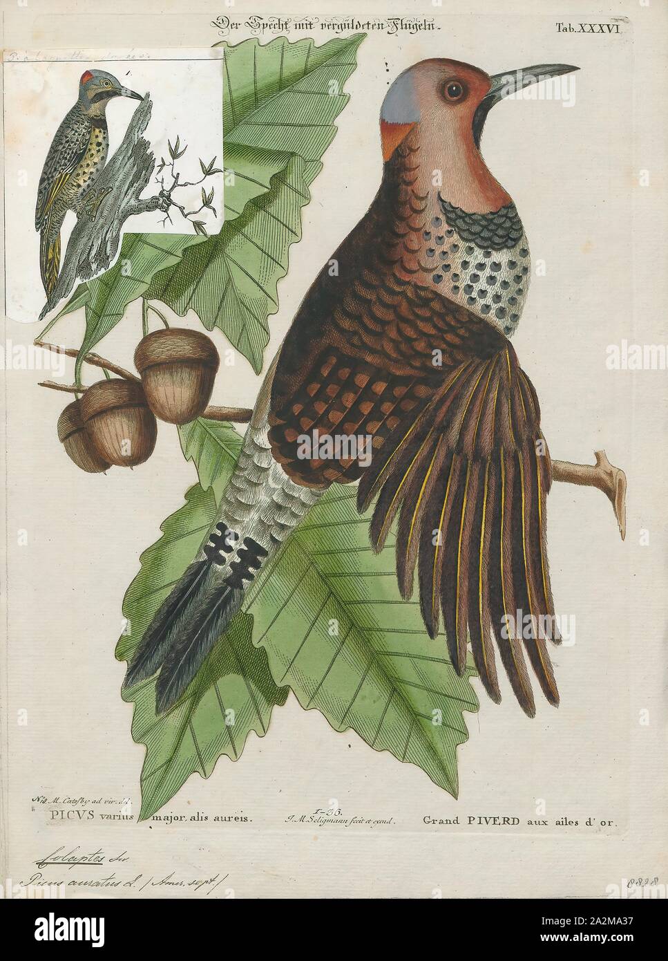 Confused bird species hi-res stock photography and images - Alamy